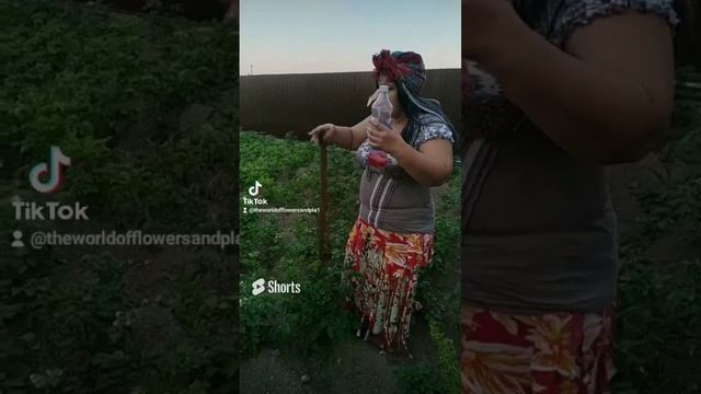 #shorts #бабаяга #сказка #комедия.mp4
