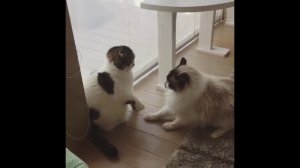 "Жестокая" драка кошек