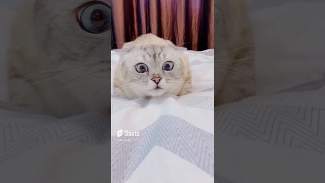 Кот в шоке