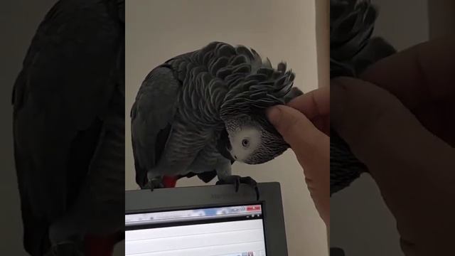 Милый попугаи Жако не может без нежности