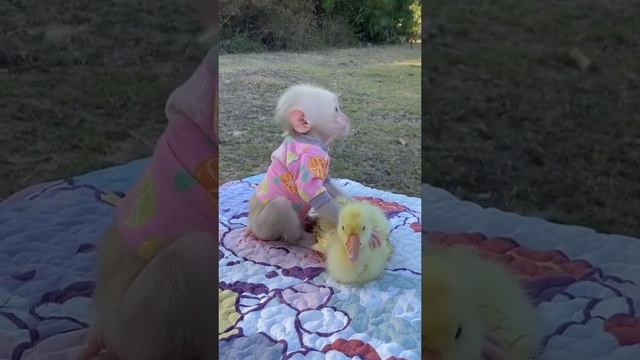 Мифы и факты о кошках, кто же все таки станет победителем викторины??