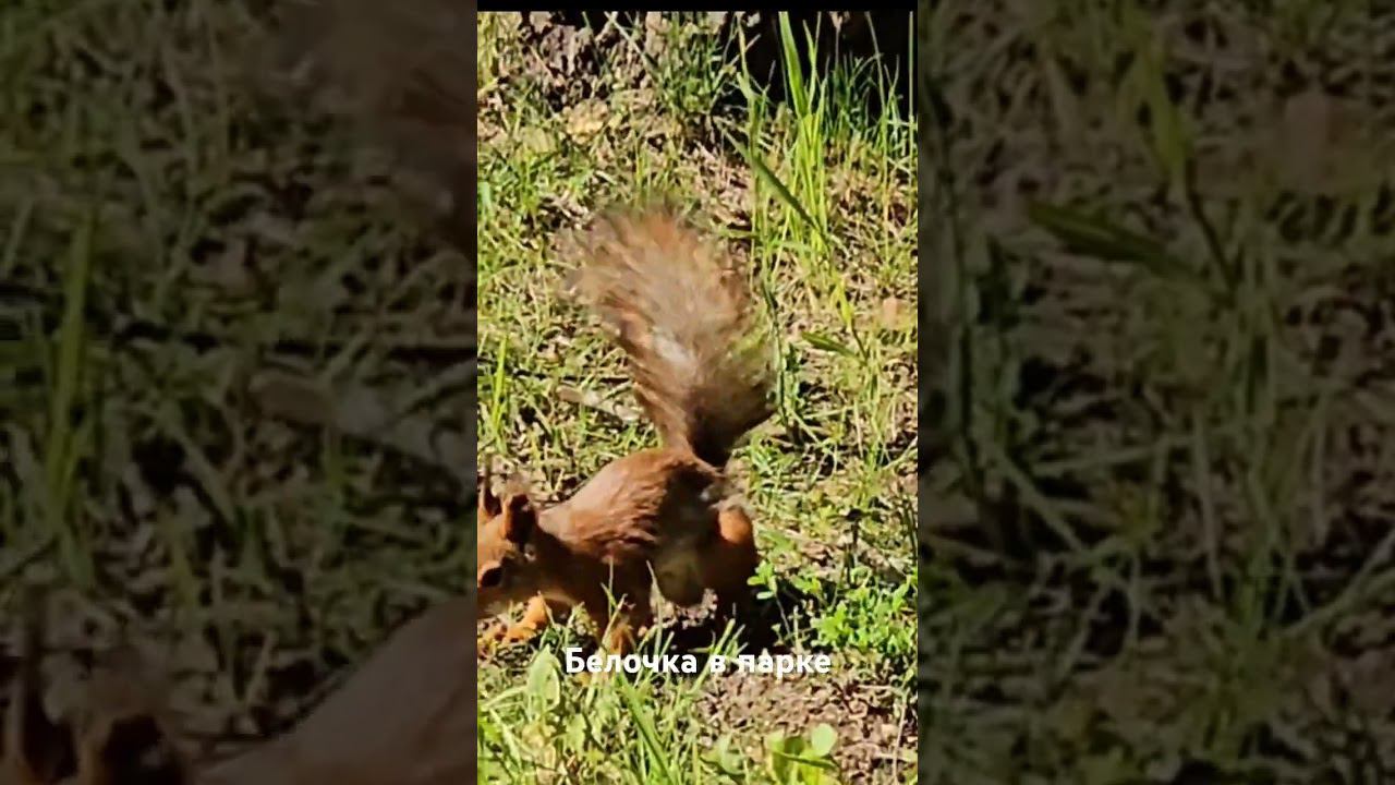Белочка в парке #белка #белочка #squirrel