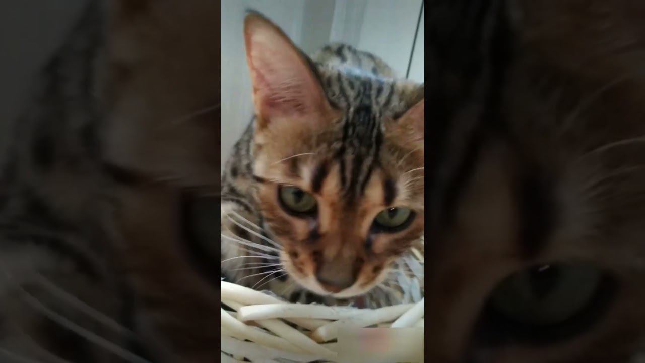 Кошкин подарочек #shorts #short #shortvideo #shortsvideo #кот #кошки #cat #cats #catlover #catvideos