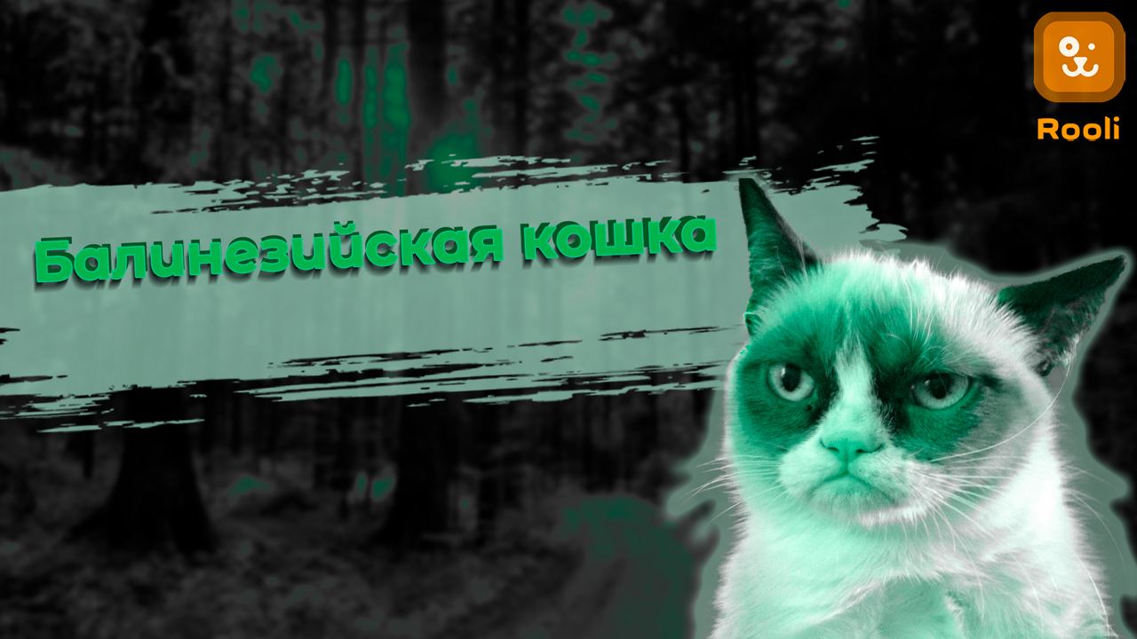 Балинезийская кошка: фото, описание, особенности породы