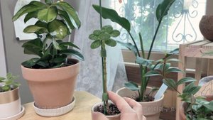 [SUB]🌱예쁘고 실용적인 원예용품 총 정리! 🌿원예 초보가 꼭 갖춰야하는 홈가드닝 필수템