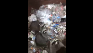 Каждое утро он спасает их из мусорного бака