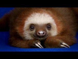 Знакомьтесь - Ленивец! (Meet the Sloths)