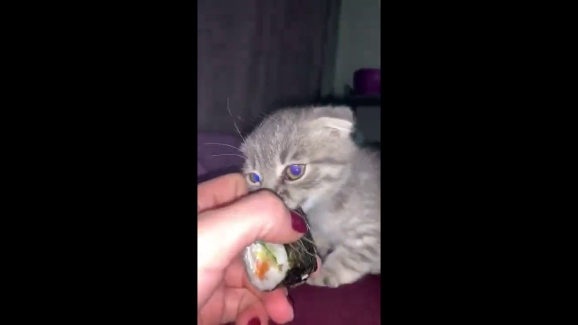 Котёнок хочет кушать??