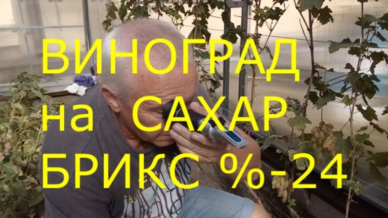 Виноград на сахар БРИКС %.