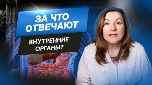 За что отвечают внутренние органы по системе Су Джок