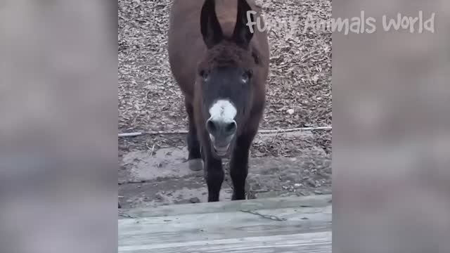 Самые смешные видео с собаками и кошками ? - Лучшие смешные видео с Животными 2023 ? #5