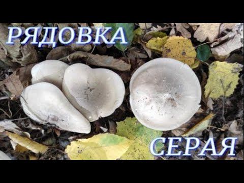 №302/ НЕВЕРОЯТНО!!! УСТАЛИ резать Рядовку (Серая Рядовка, Опята)