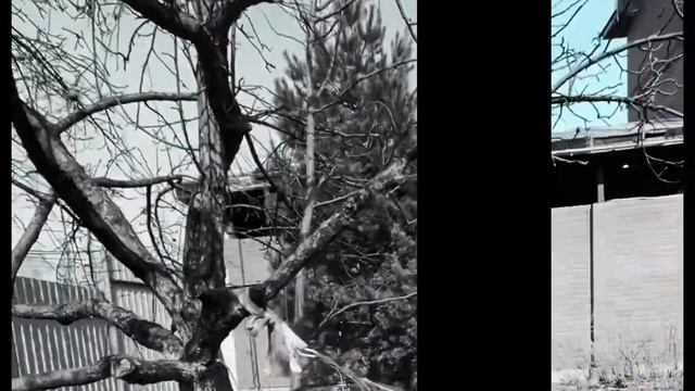 МИЛКА ВПЕРВЫЕ В ЖИЗНИ НА ПРОГУЛКЕ