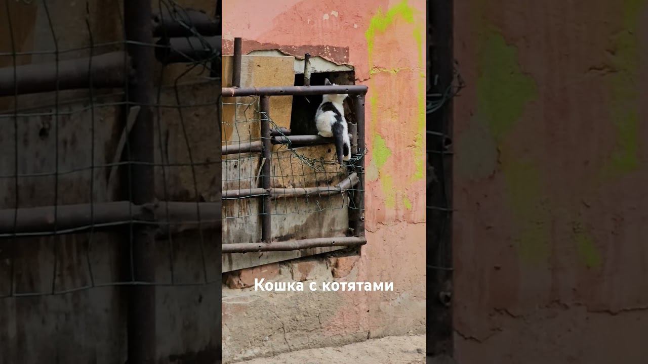 Кошка с котятами #кошки #котята #кошка #котенок #cat