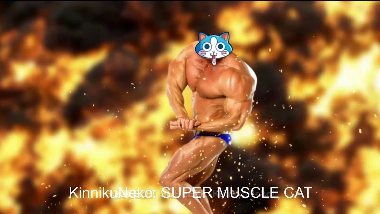 Такого кота я ещё не видел 0_о* - KinnikuNeko: SUPER MUSCLE CAT