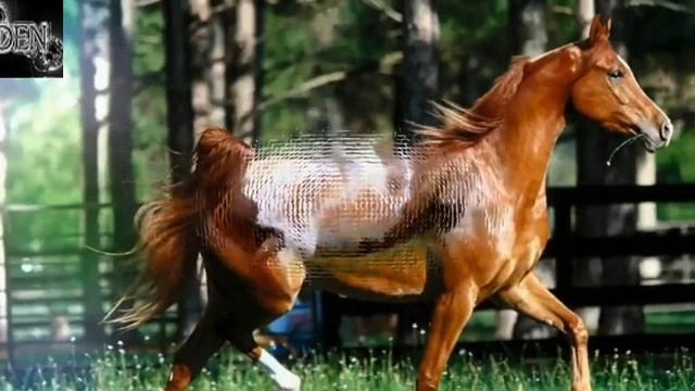 Фауна. Слайд-шоу о животных. В фото альбоме показаны уникальные животные со всего мира.