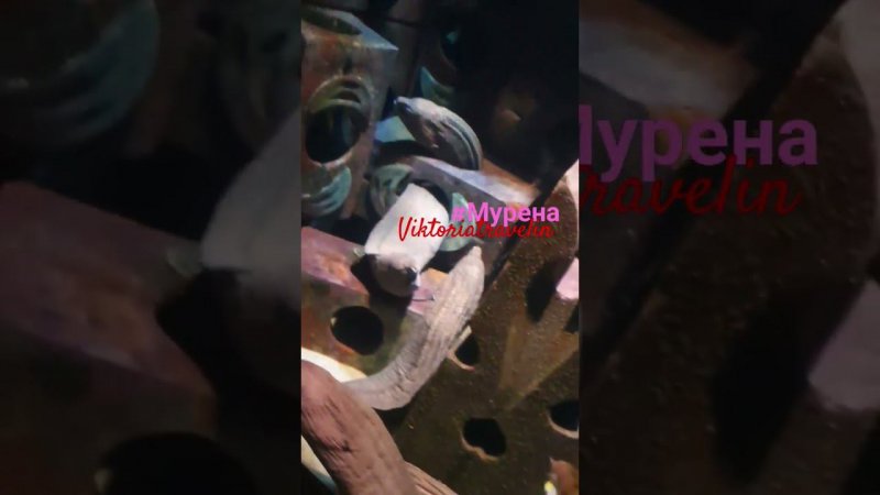 #мурена #атлантис #viktoriatravelin #atlantis #аквариум #рыба #страшно