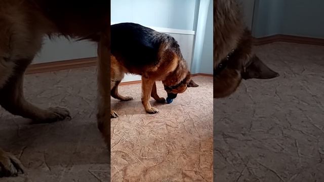 Игрушка зубочистка для собак.