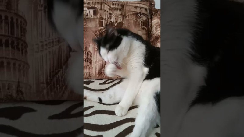 КУЗЯ МИЛАШ