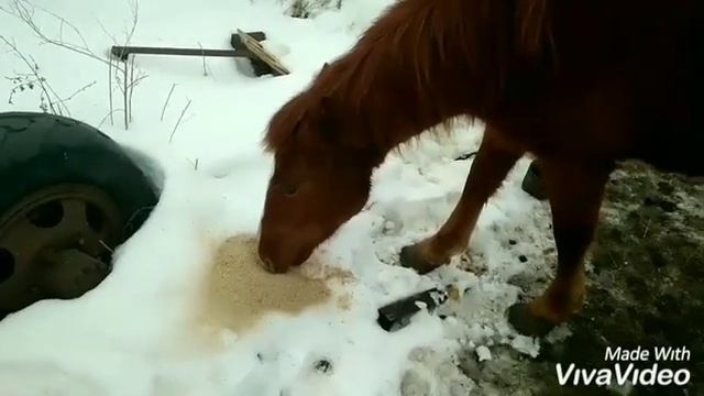 Как я выстраивал отношения с лошадью.