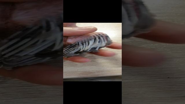 Четырнадцать дней жизни. Ровно две недели!