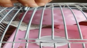 Хомячек сам себе меняет подстилку