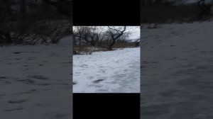 ❗Зима, шары, снеговик❗ Прогулка с Чернышом❗