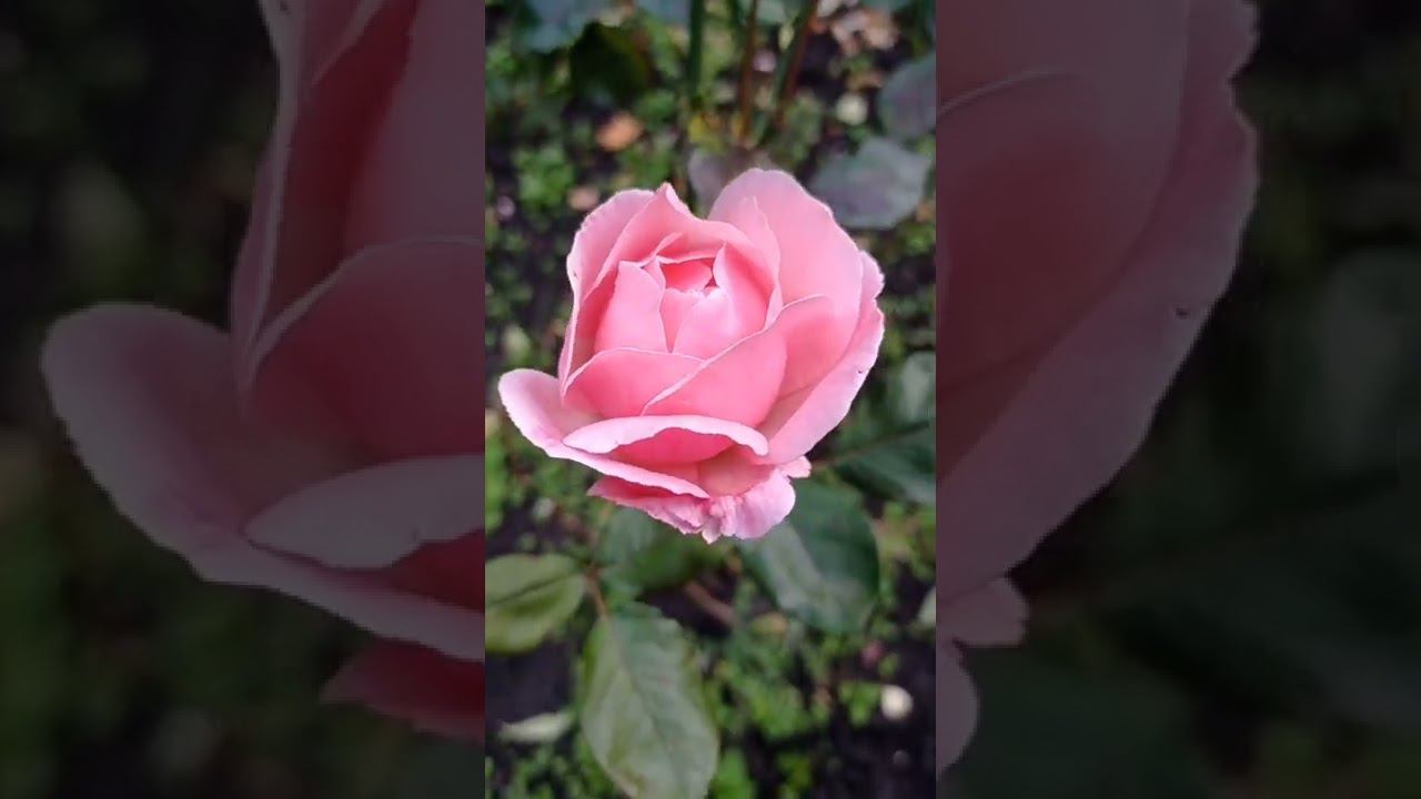 Роза дамасская