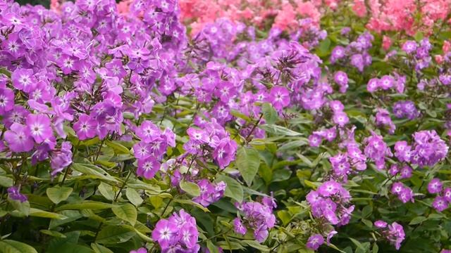 парк Ботанического сада.