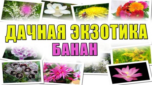 Дачная экзотика / УСАДЬБА