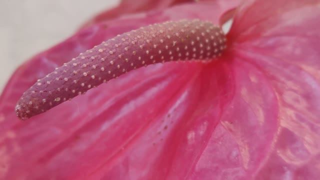 Цветы Вместе - Антуриум Юта   Anthurium Utah. Короткий видеообзор.
