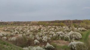 весна цветут деревья