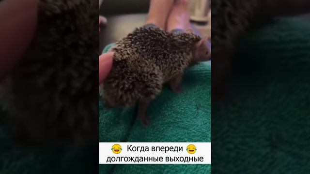 Когда впереди долгожданные выходные!