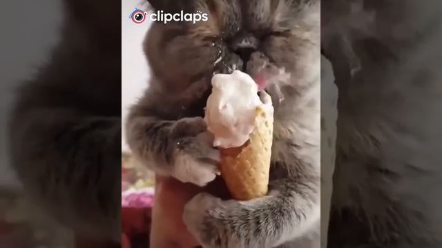 I can watch a kitten eat icecream for a day