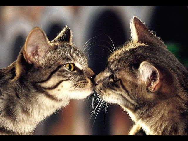 Кошачья оргия (Cat Orgy)