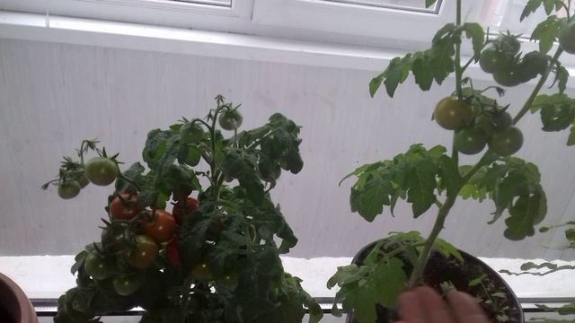 10 июня  свои спелые томаты.