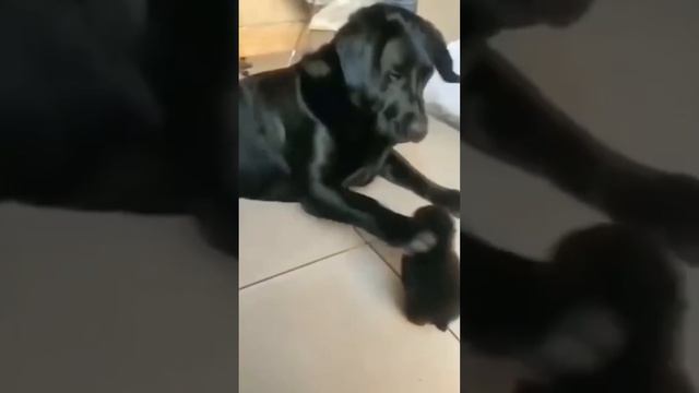 мяу котики