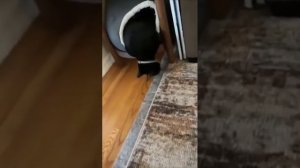 Какой кот ты сегодня?