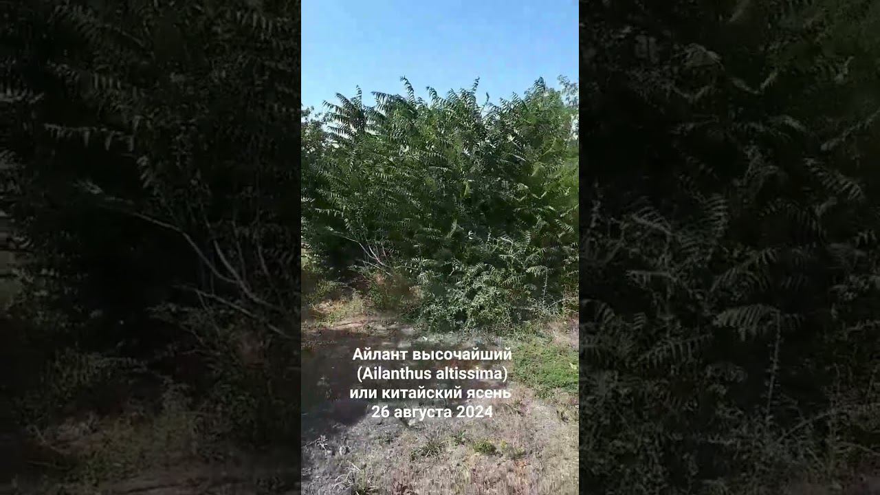 Айлант высочайший (Ailanthus altissima) или китайский ясень