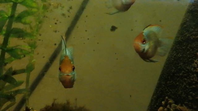 Ramirezi