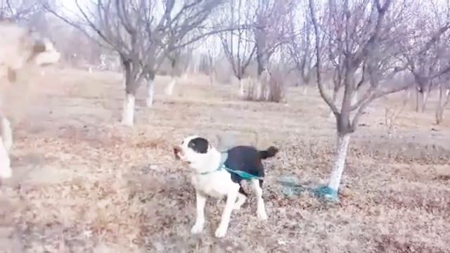 ALABAI vs WOLF/алабай против волка/алабай бурига карши, волкодав,волк ...