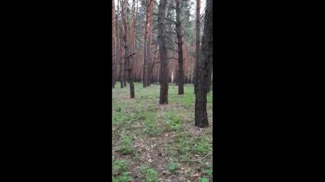 Сдавайся хохол! Тут Ахмат сила! )