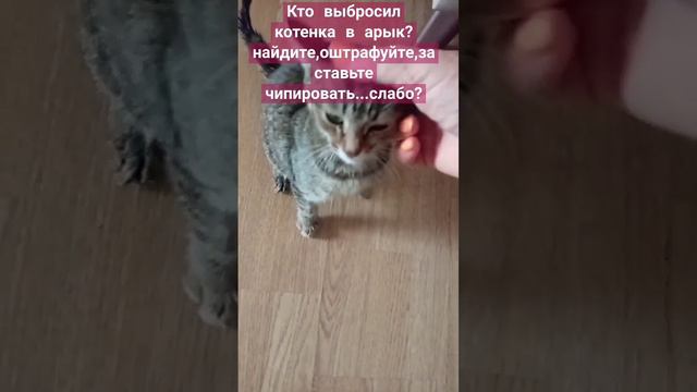 кому поможет обязательное чипирование домашних животных?