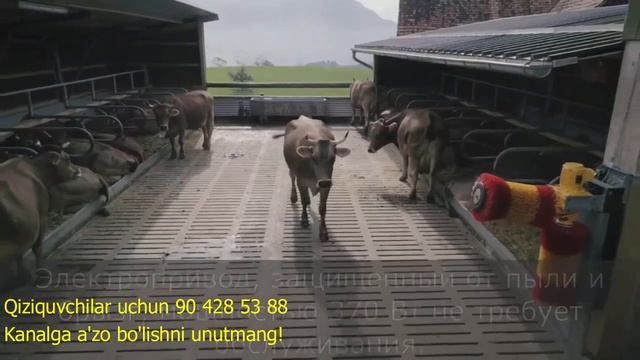 Fermalar uchun sigir qashilagich.mp4