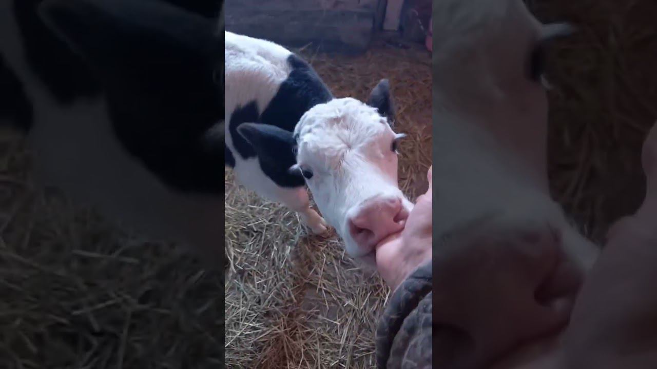 Уже бычок 55 кг