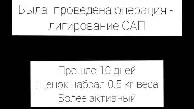Эхокардиографические изменения до и после лигирования ОАП у собаки