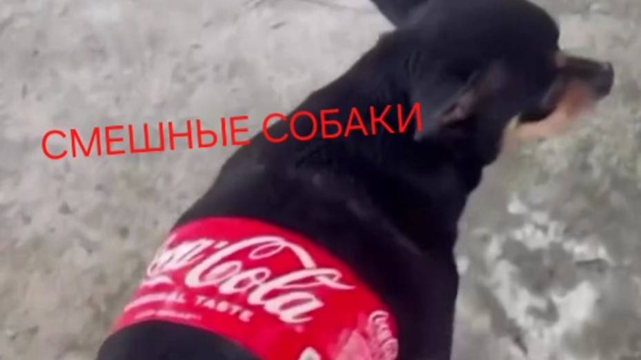 Смешные собаки | КОТЯРА