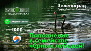 Зеленоград! Пополнение в семействе чёрных лебедей