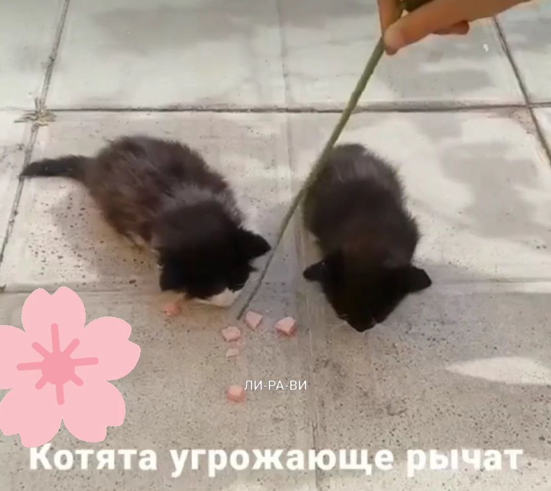 Маленькие котята рычат, не хотят делиться едой.#Shorts