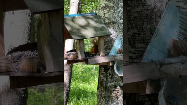 #белкивпарке #белка #венев #паркстихарева